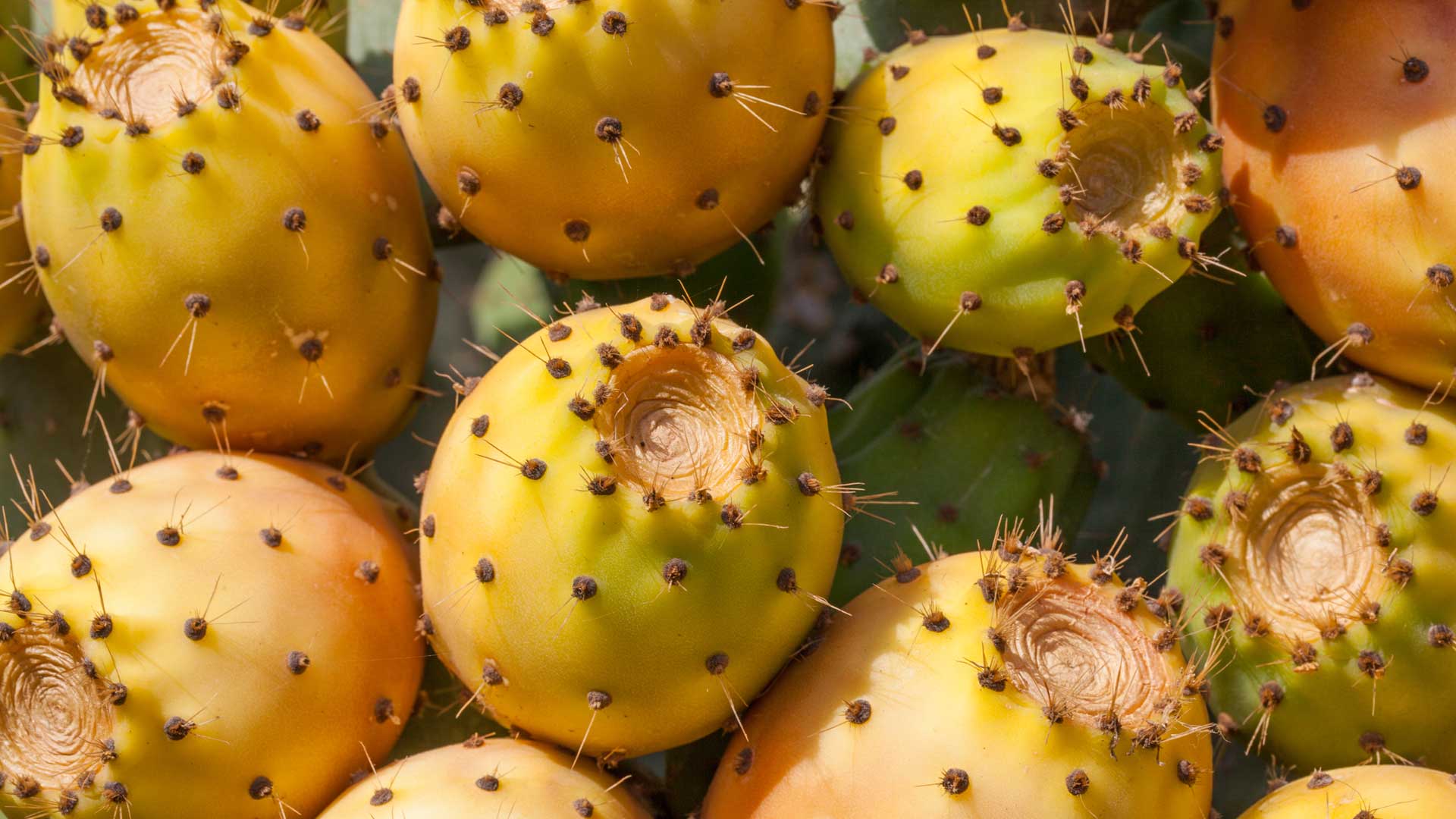 Fichi d'India: proprietà e i tanti usi dei suoi scarti | Riciblog